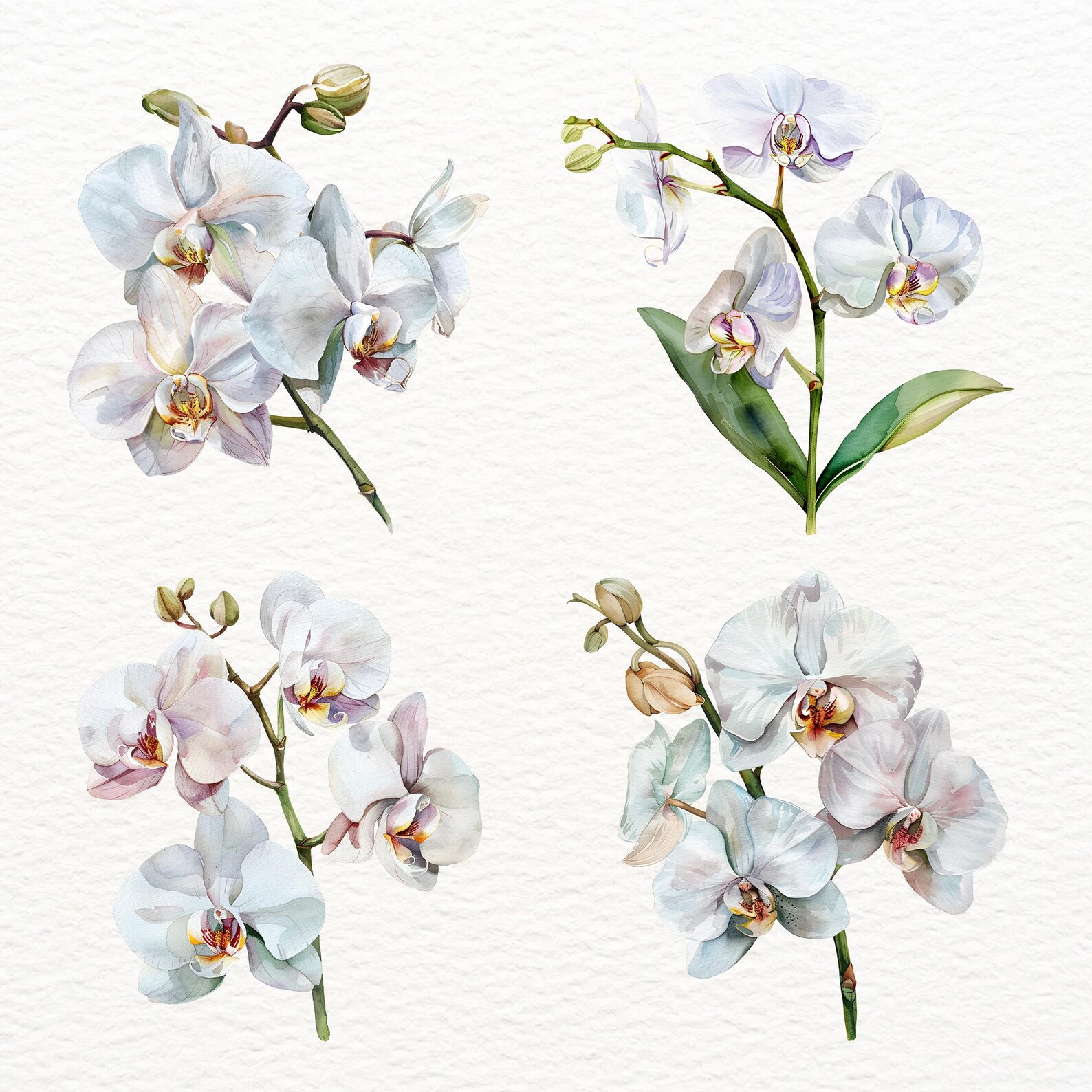 White Orchid Watercolor Clipart: Floral PNG Illustrations (commercial ...