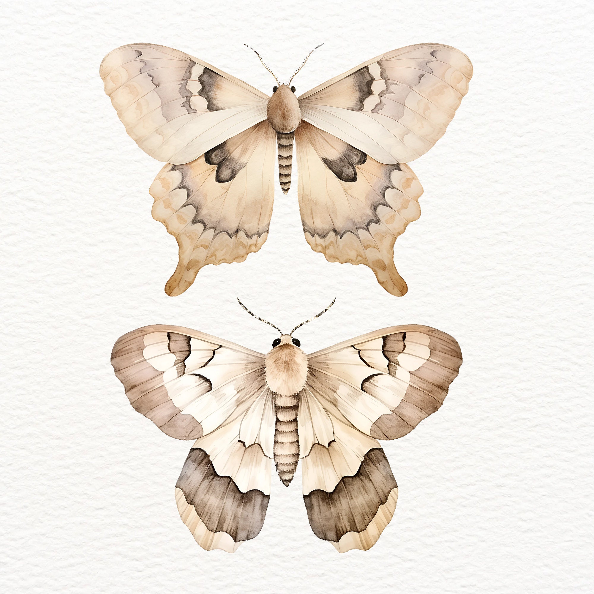 Beige Moth Clipart, Watercolor Insects, Painted Moths, Rustic Organic ...