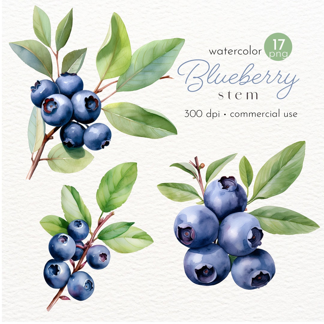 Blueberry Stem Clipart, Watercolor Fruit, Summer Clipart, Berry Clipart ...