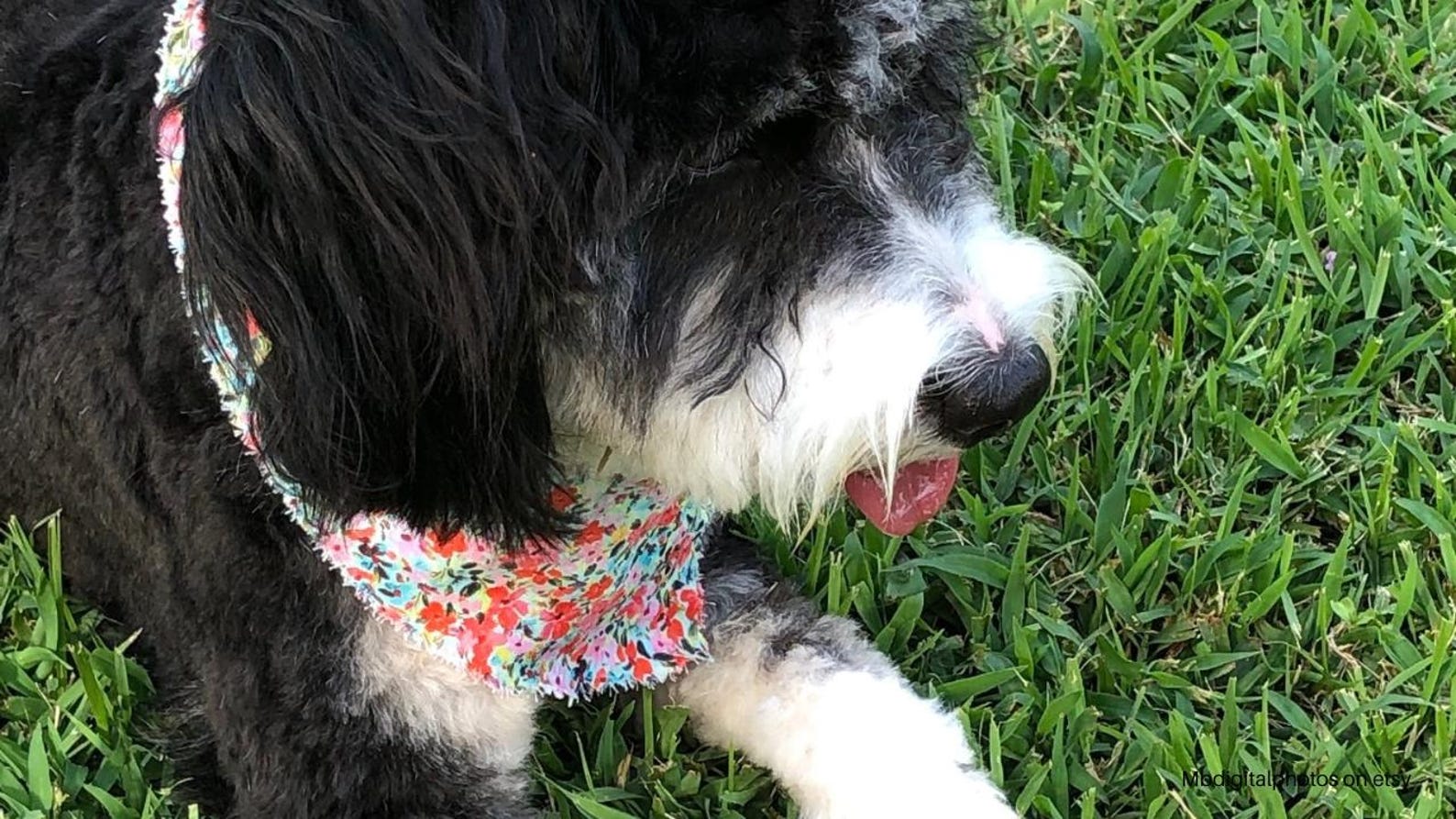 Mini Berna Doodle Thumbnail - Etsy