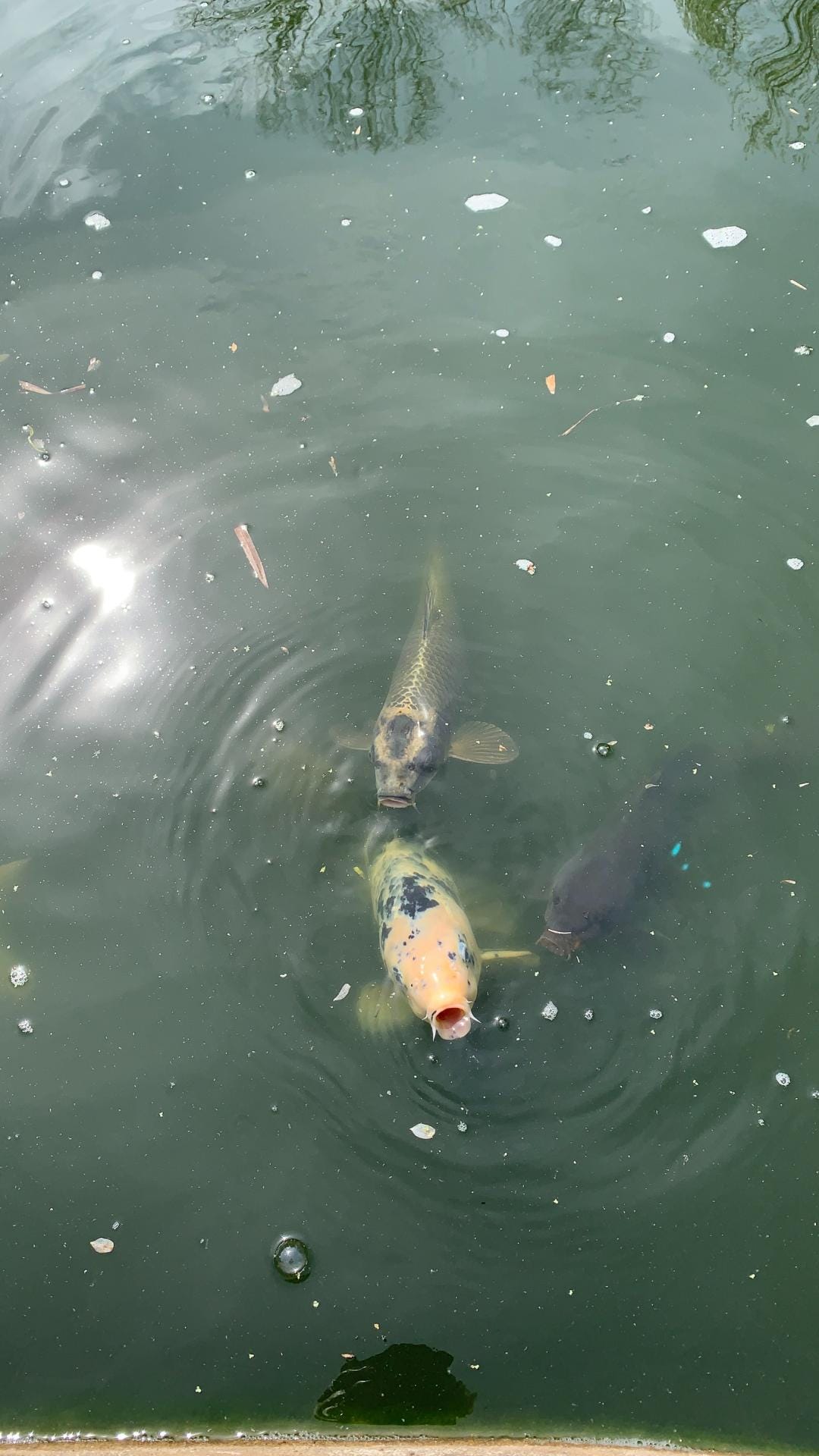 Koi Fish Playing Phone Wallpaper - Etsy