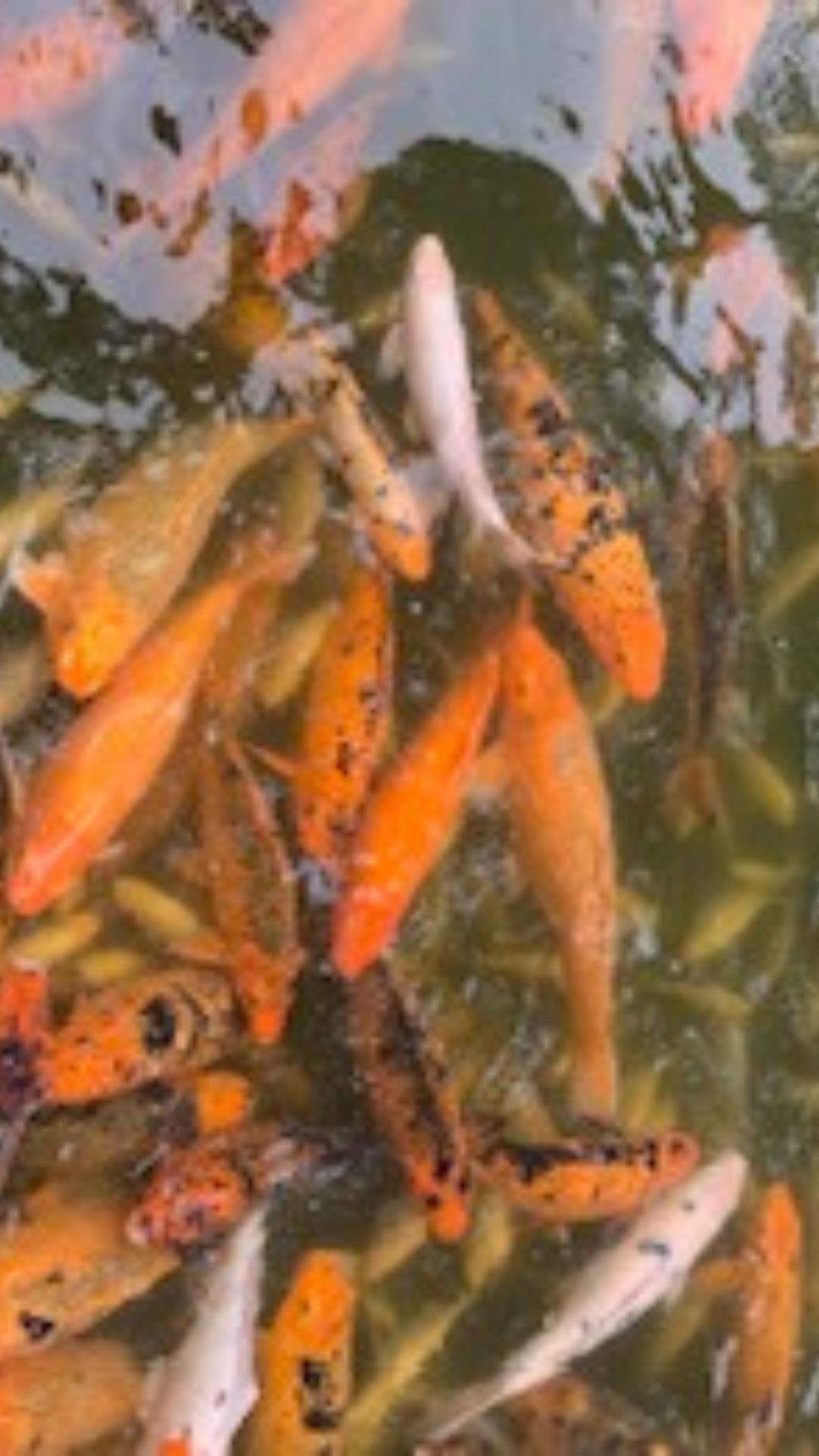 Koi Fish Playing Phone Wallpaper - Etsy