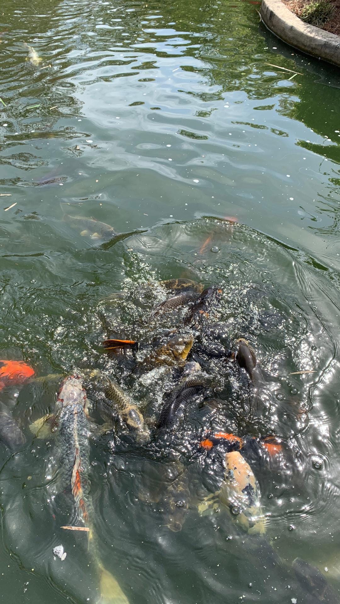 Koi Fish Playing Phone Wallpaper - Etsy