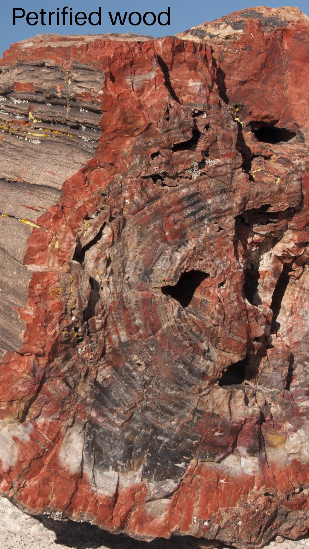 Petrified Wood Cell Phone Wallpaper - Etsy