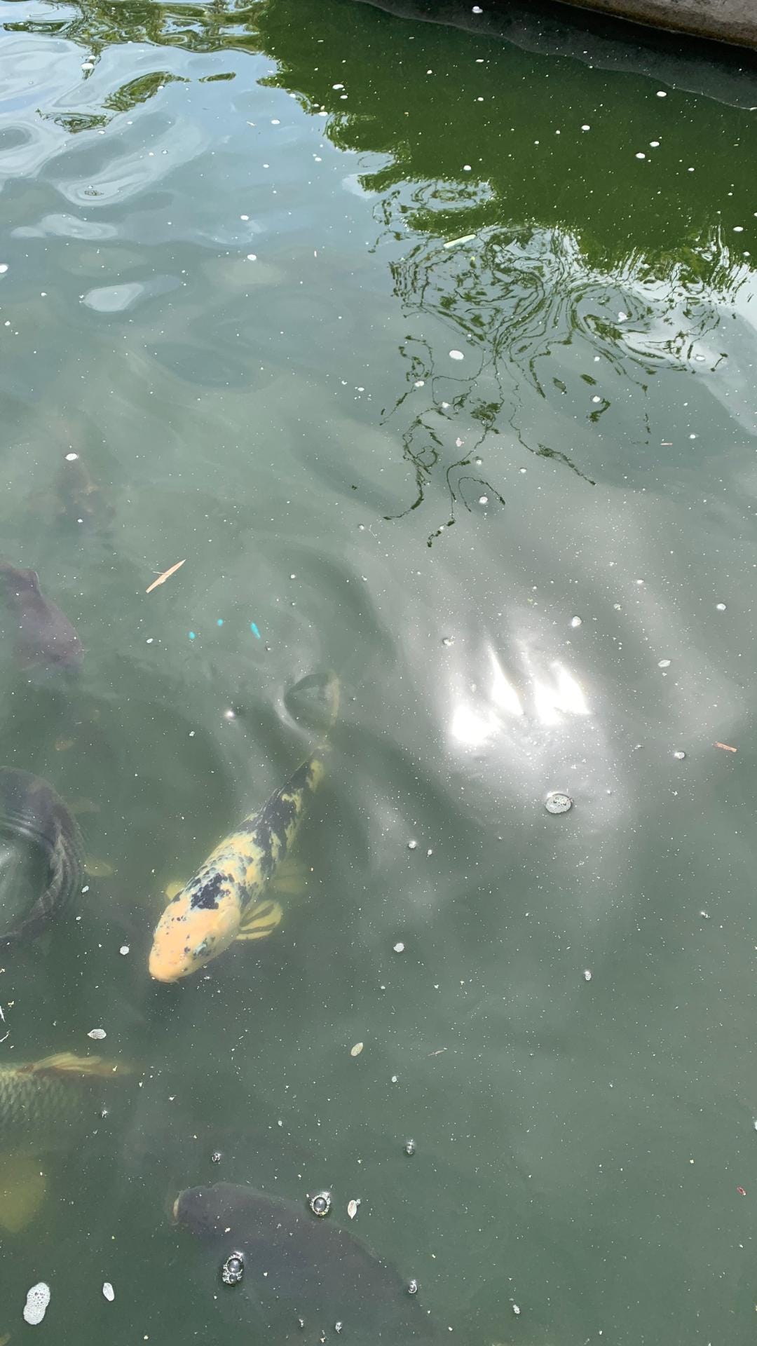 Koi Fish Playing Phone Wallpaper - Etsy