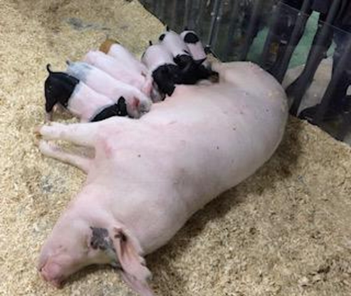 Pig Behind Bars - Etsy