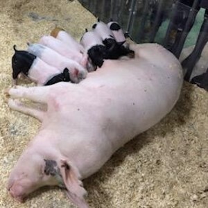 Pig Behind Bars - Etsy