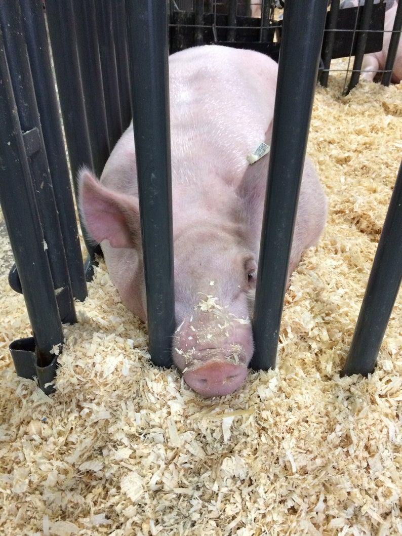 Pig Behind Bars - Etsy