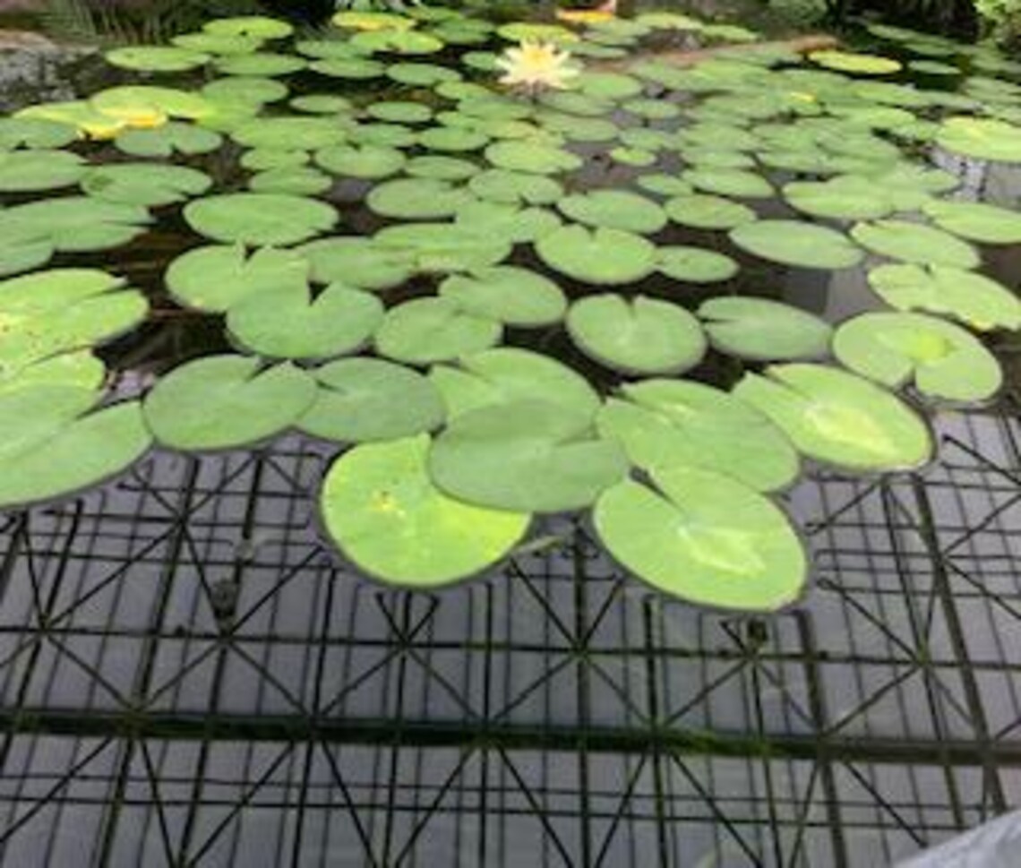 Lilly Pod Thumbnail - Etsy