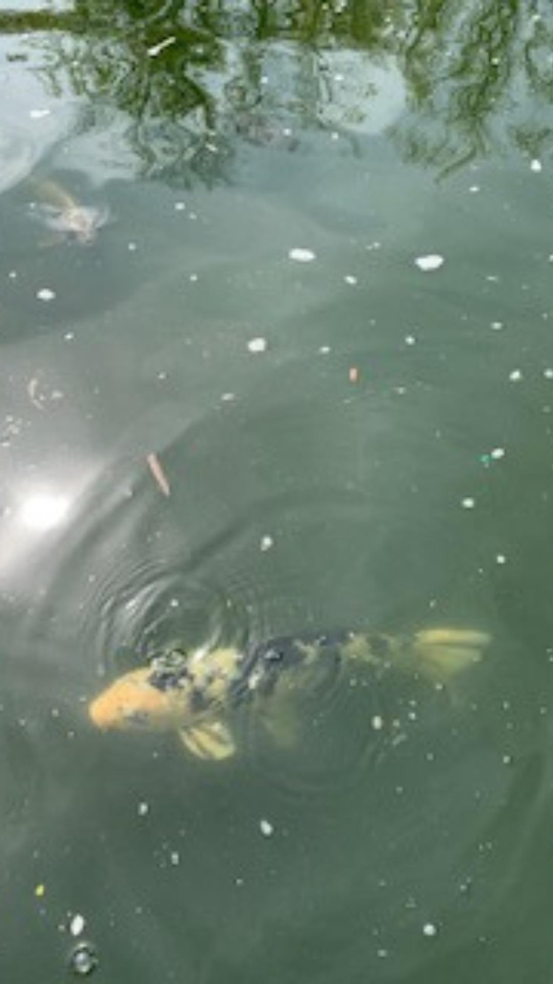 Koi Fish Playing Phone Wallpaper - Etsy