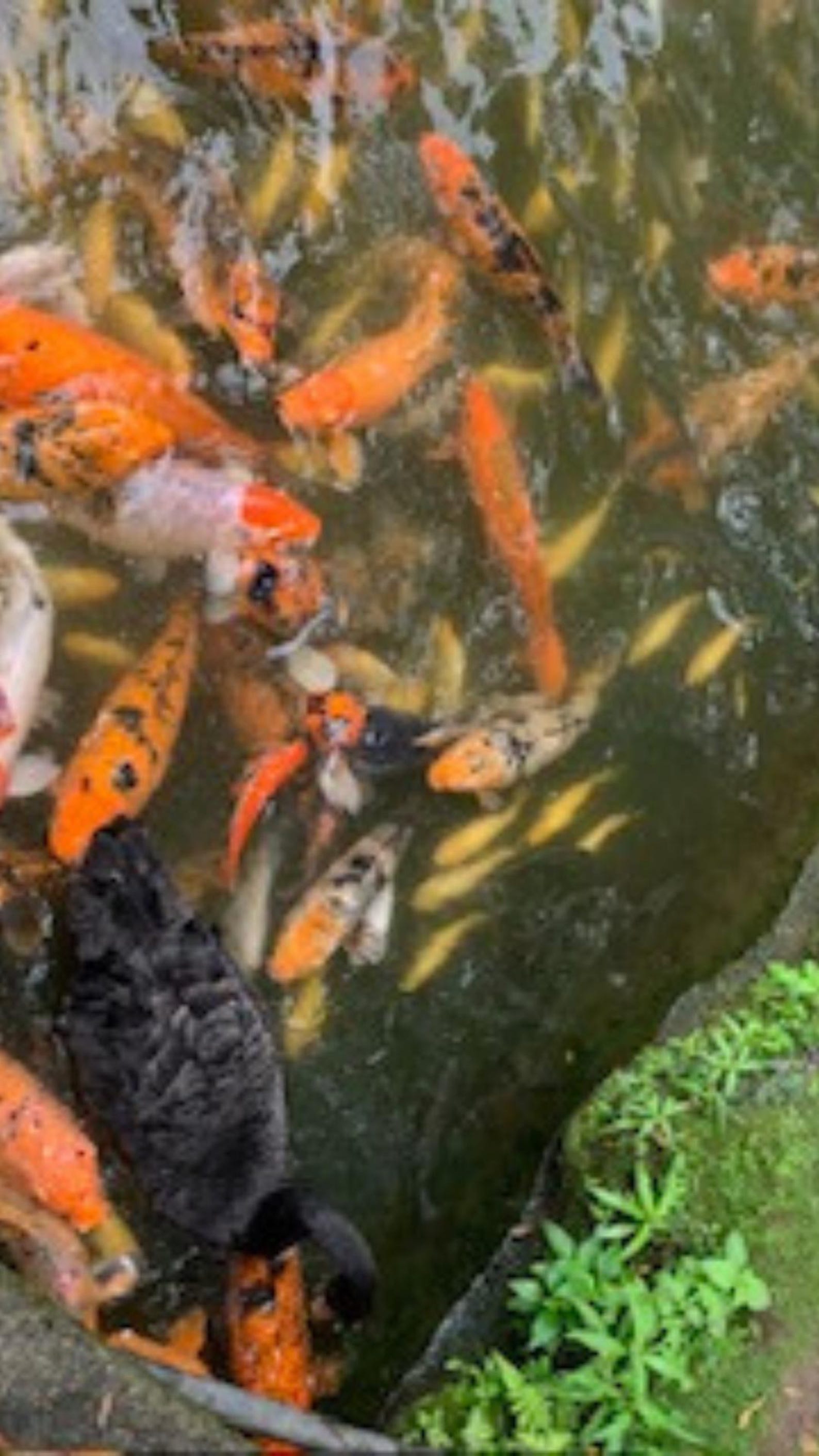 Koi Fish Playing Phone Wallpaper - Etsy