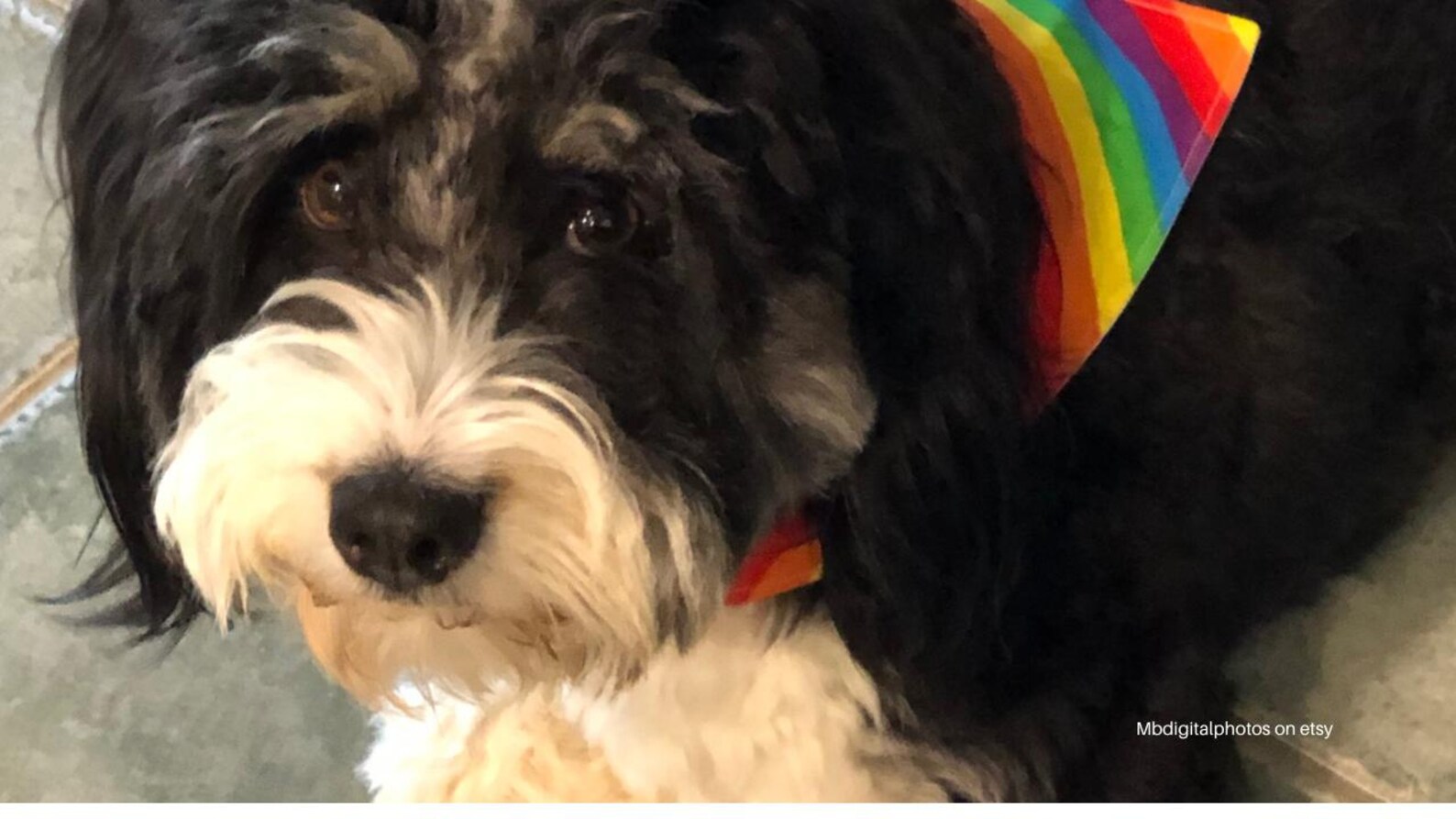 Mini Berna Doodle Thumbnail - Etsy