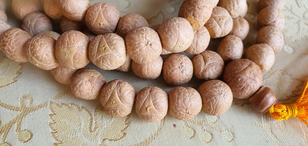 15-17mm Rare 3 Eye Bodhi Seed Beads Buddha Chitta Mala From Nepal - Etsy