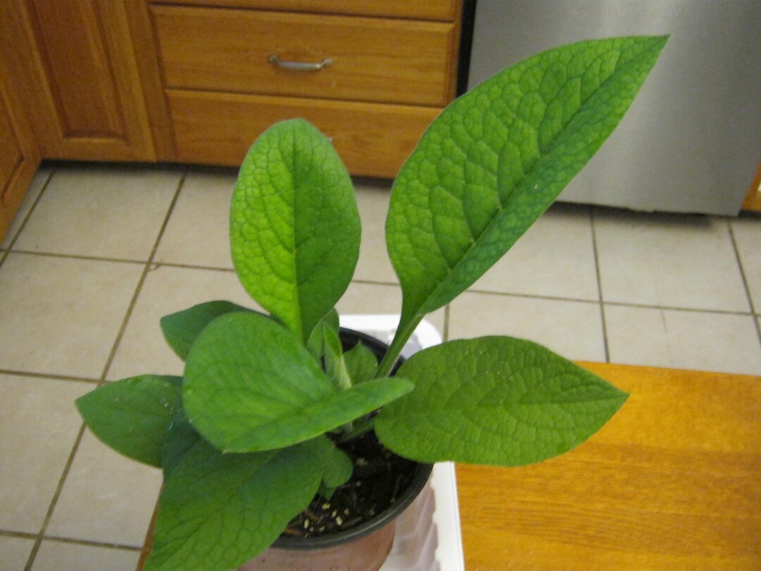Comfrey Plants. Bocking 14 (pack of 3) No Shipping to California. - Etsy