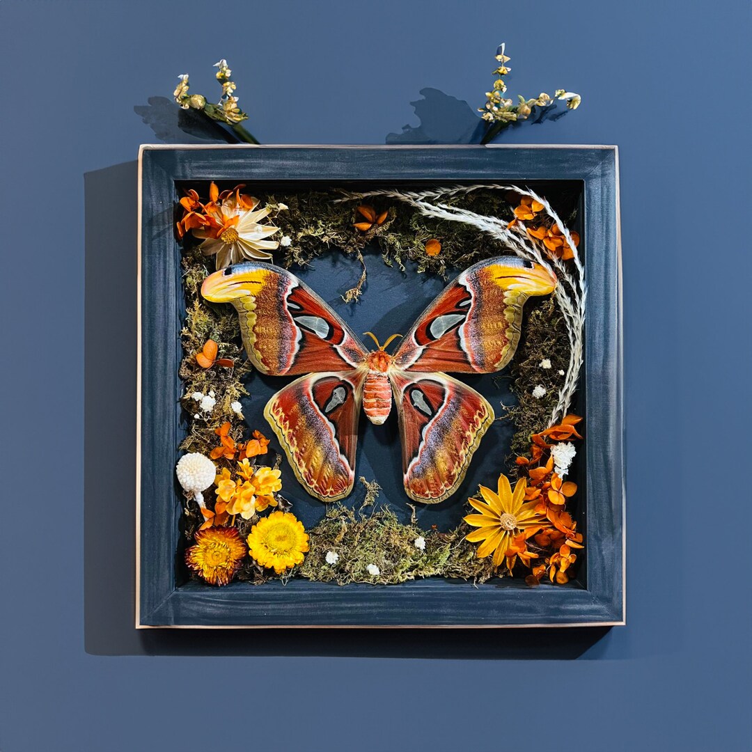Butterfly Atlas Dried Butterfly Butterfly Framed With Dried Flowers ...