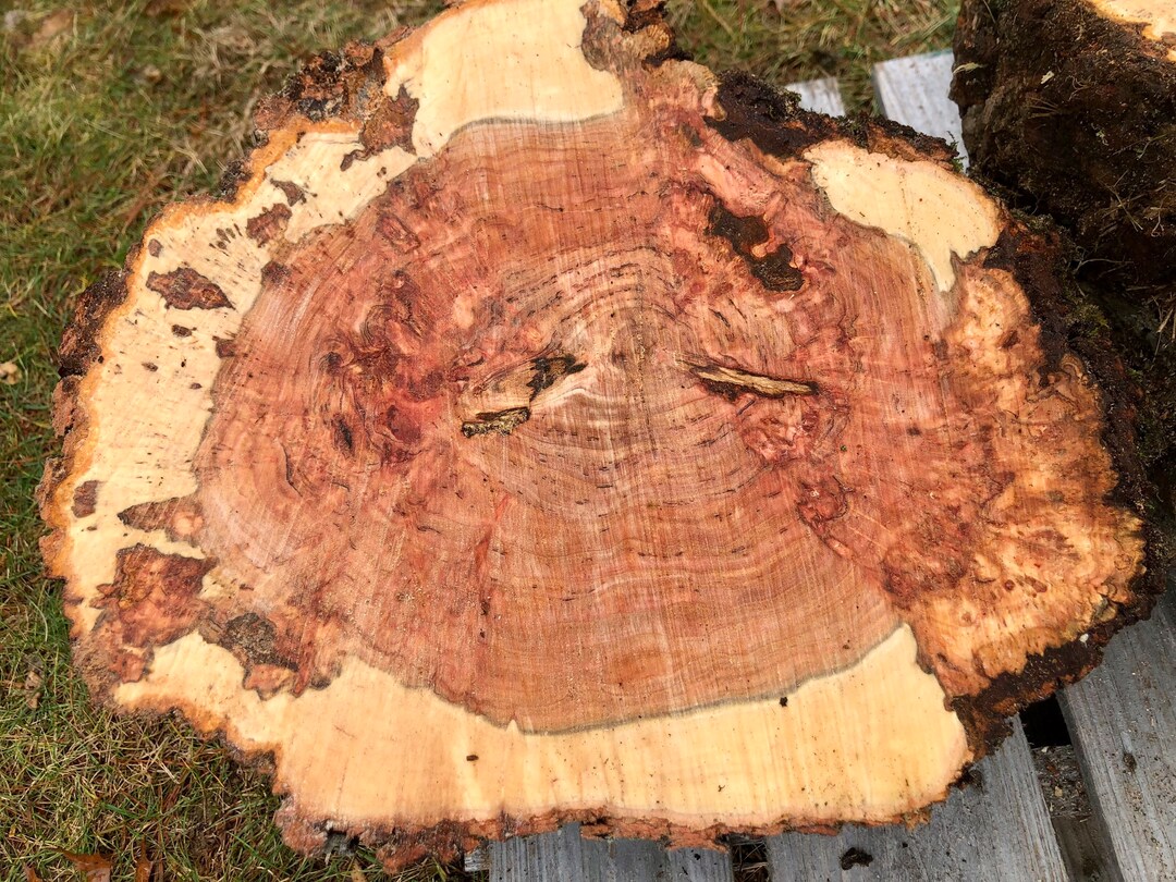 51 LBS Big Black Cherry Wood Burl 16in Diameter. - Etsy