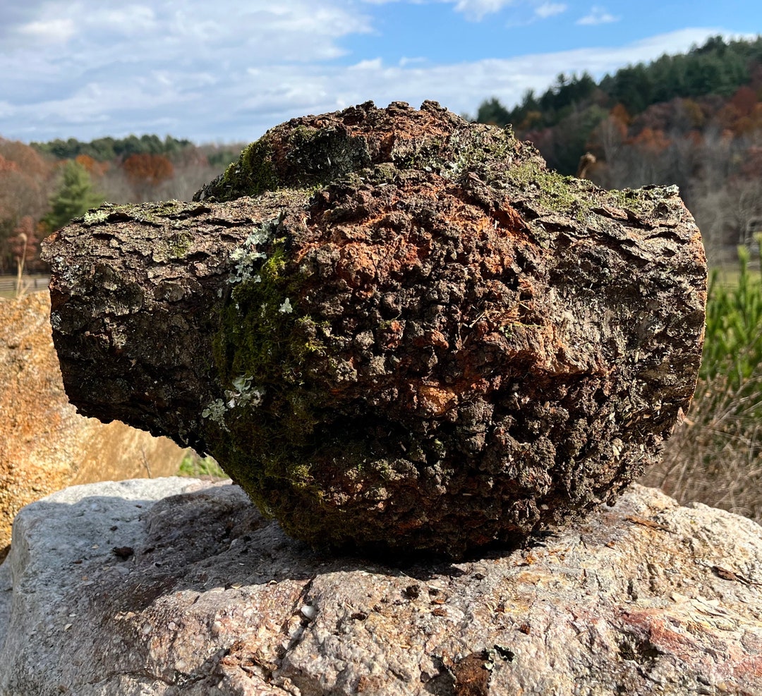 Wild Cherry Wood Burl 42lbs - Etsy