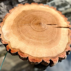 Chestnut Oak Wood Cookie Live Edge Slice 12 Diameter With - Etsy
