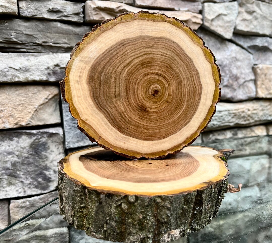 Butternut Walnut Wood Cookies, Wood Slices 5-6 Diameter. - Etsy