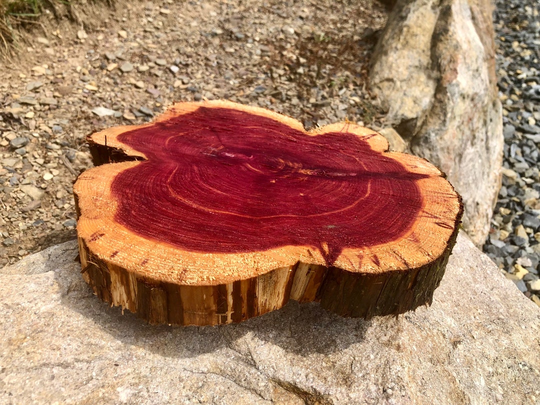 Aromatic Cedar Wood Slice: Eastern Red Accent Piece (10-12 Inch) - Etsy