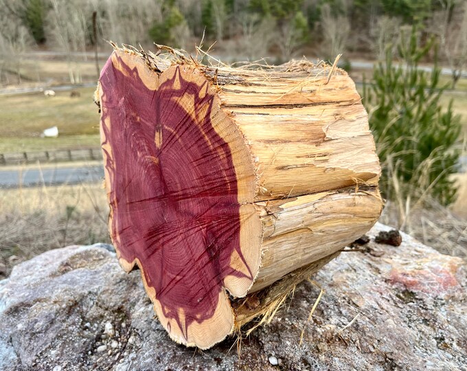 Cedar Tree Stump 10x7 In - Etsy