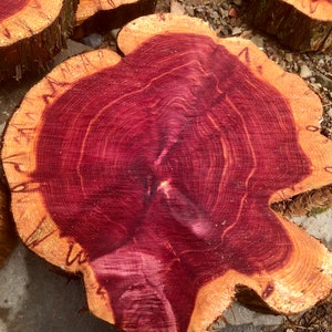 Red Cedar Wood Slices (8-10"): Sanded Aromatic Wood Cookies - Etsy
