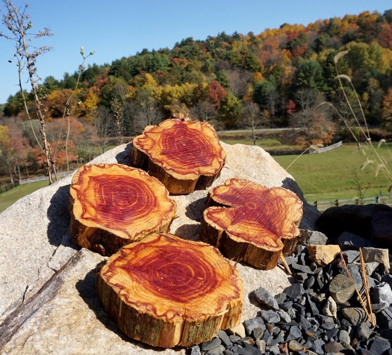 10 Pcs Cedar Wood Cookies 4in Diameter - Etsy