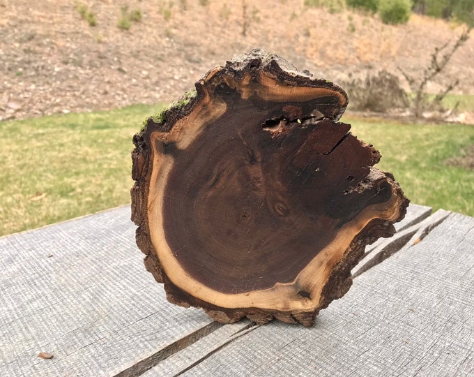 Black Walnut 5.5-6 in X 1 in Th. Live Edge Wood Cookie Slice, Slab ...