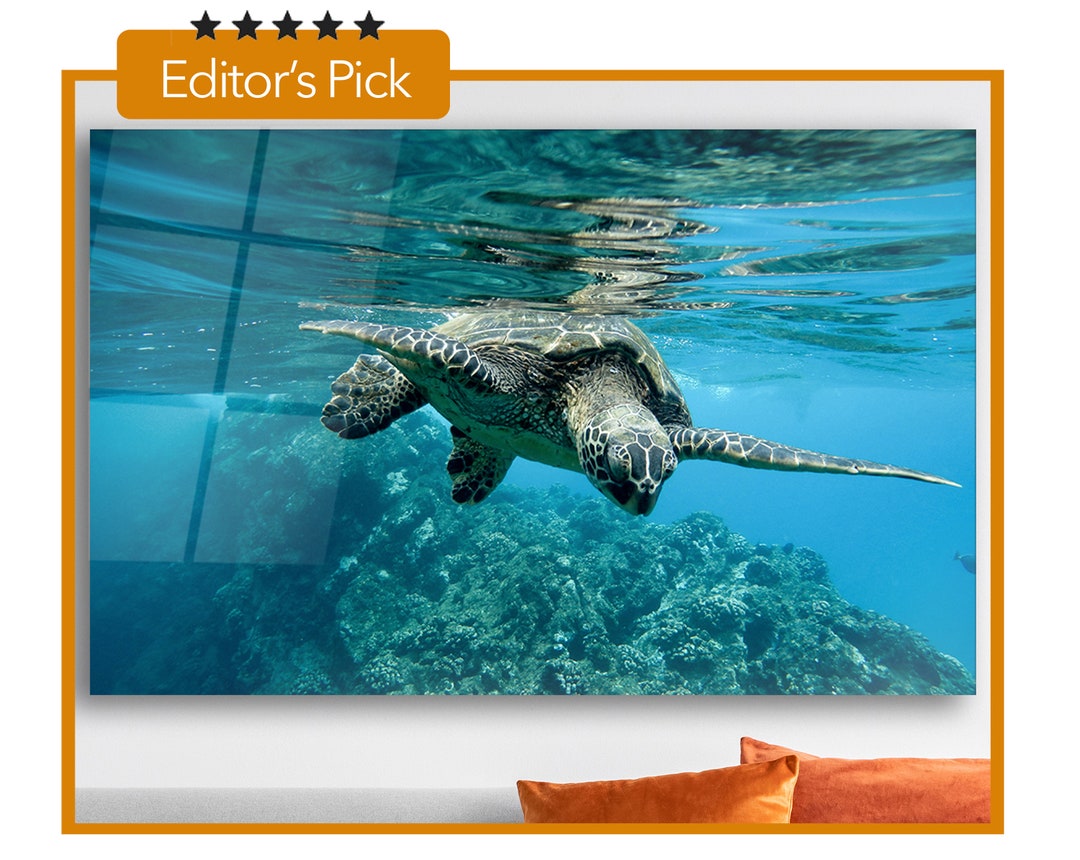 A Closeup Shot of Sea Turtle Swimming Underwater - Glass Wall Art ...
