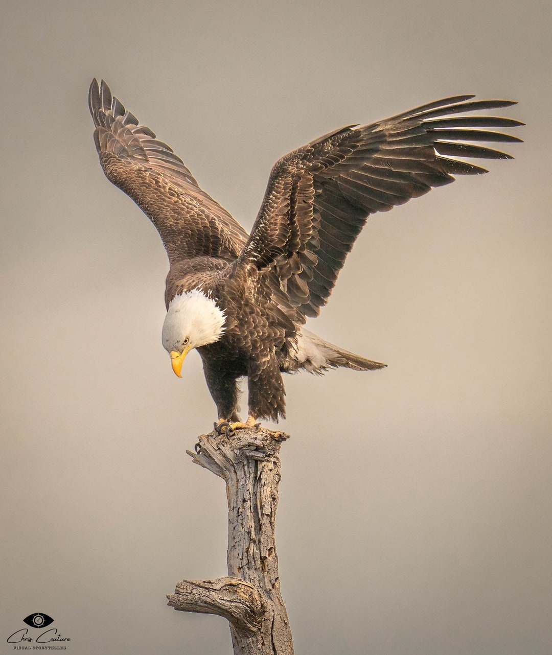 Bald Eagle Print | Wall Art | Photography | Wall Decor | Prints ...