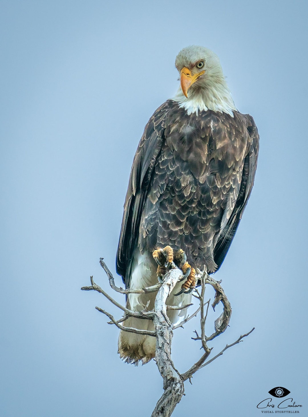 Year of the Eagle - Etsy