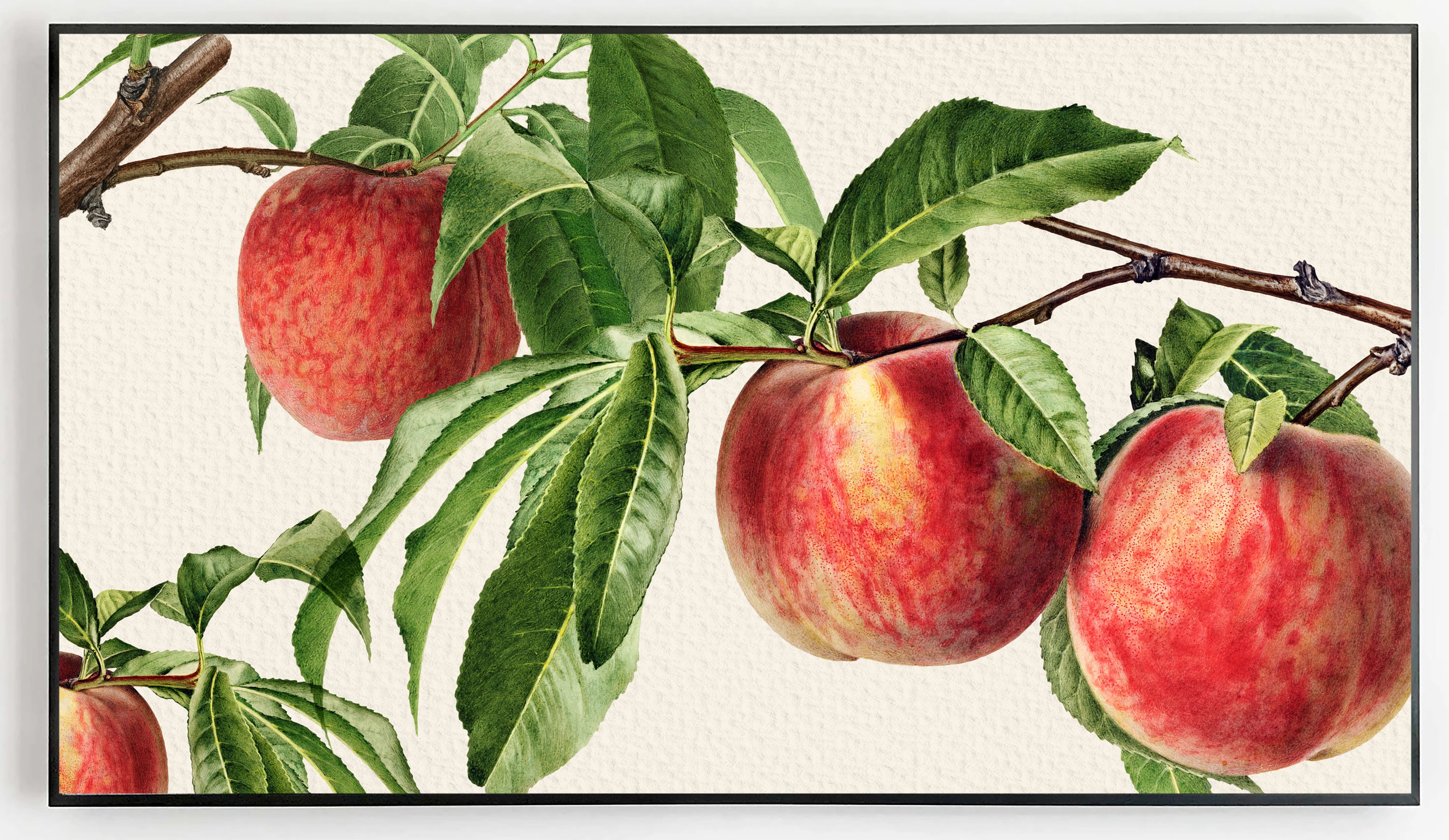 Samsung TV Frame Peaches Fruit, Vintage Art, Digital Download for ...