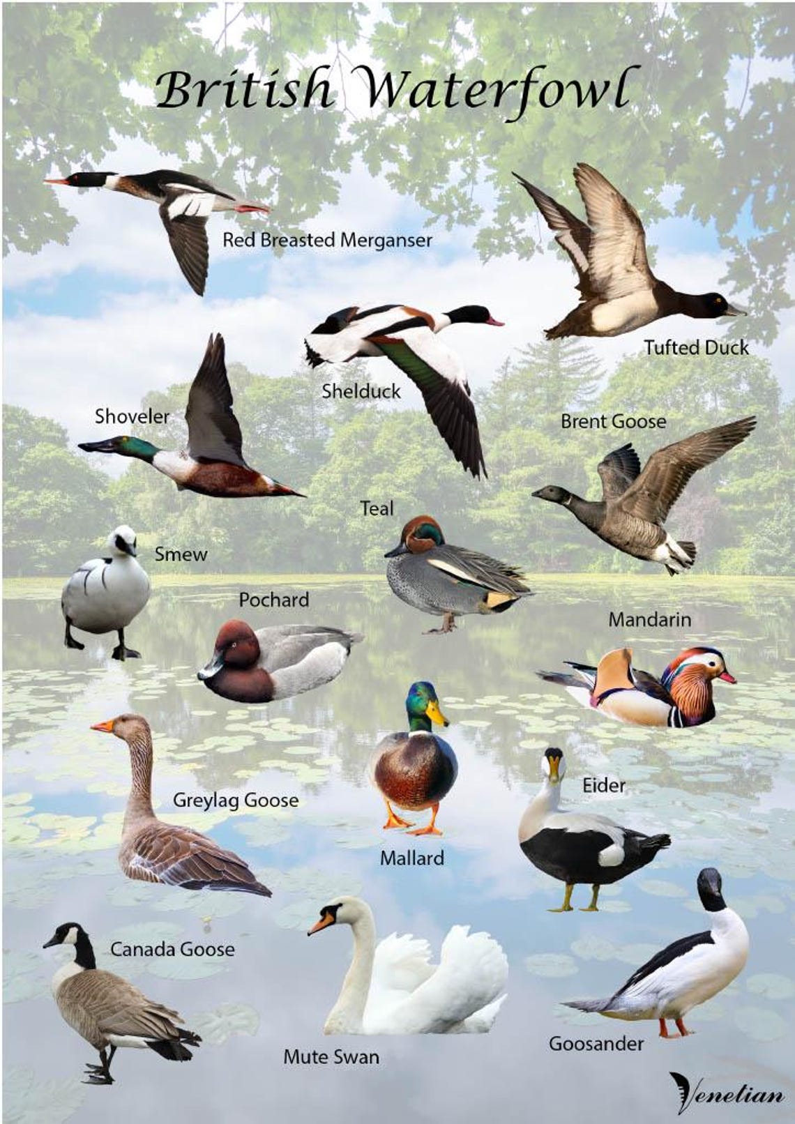 British Wildfowl Poster - Etsy