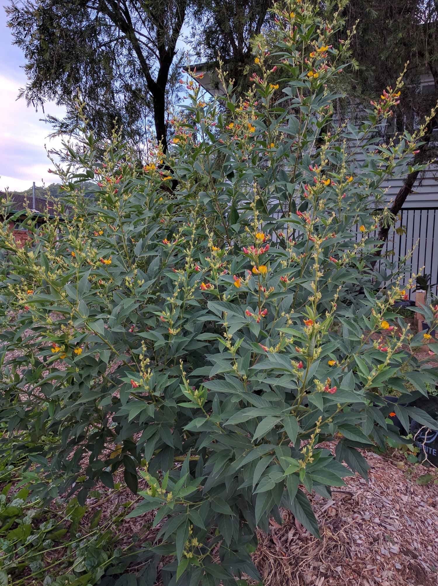 Organic Pigeon Pea Seeds (cajanus Cajan, Gungo Peas) - Pack of 30 - Etsy