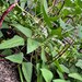 Python and Red Noodle Long Bean Seeds, Snake Bean Seeds, Organic Yard ...
