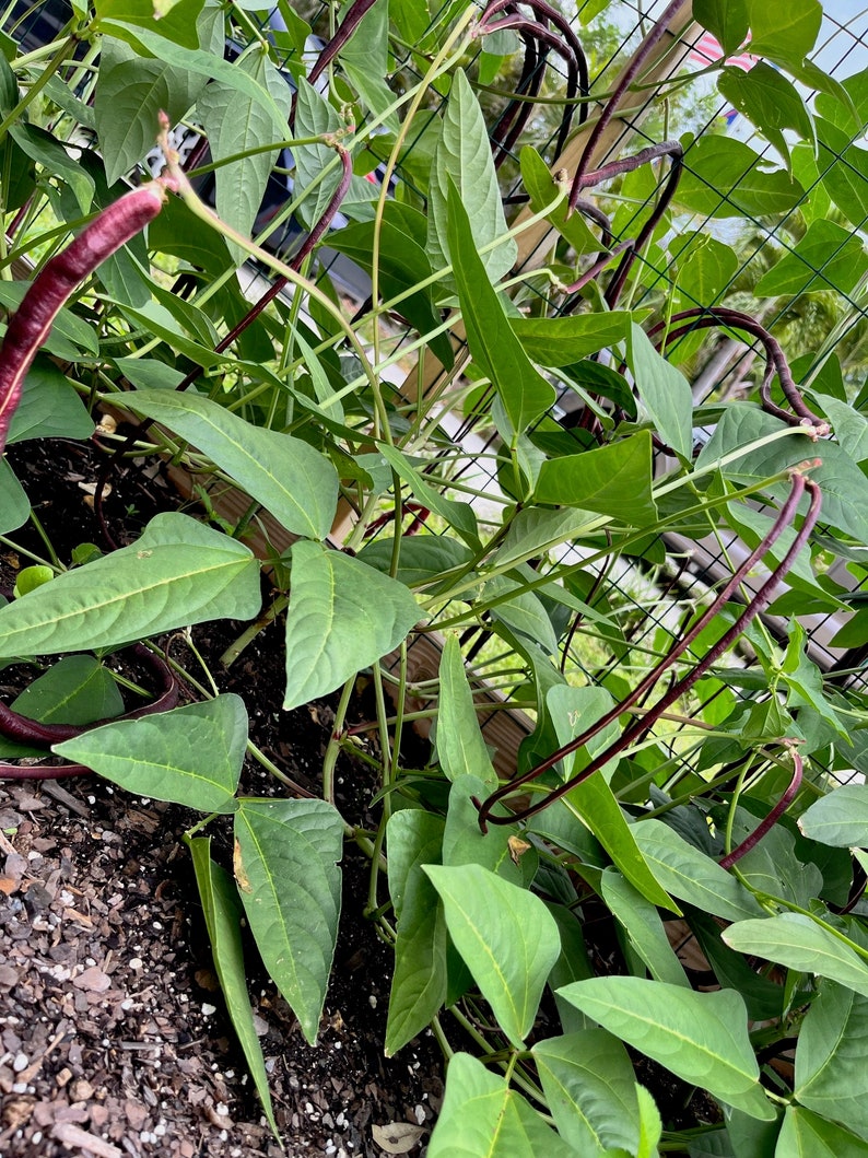 Python and Red Noodle Long Bean Seeds, Snake Bean Seeds, Organic Yard ...