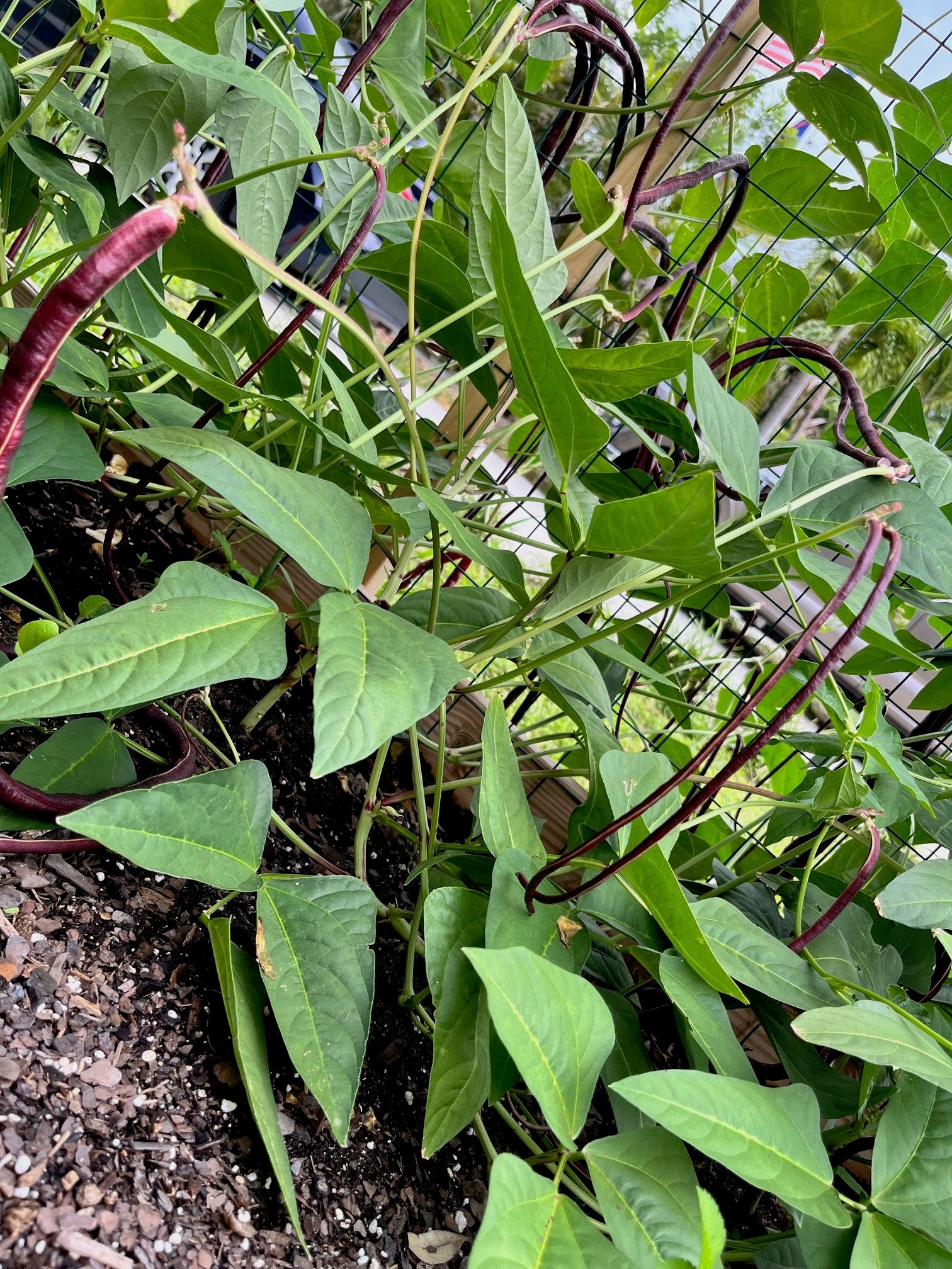 Python and Red Noodle Long Bean Seeds, Snake Bean Seeds, Organic Yard ...