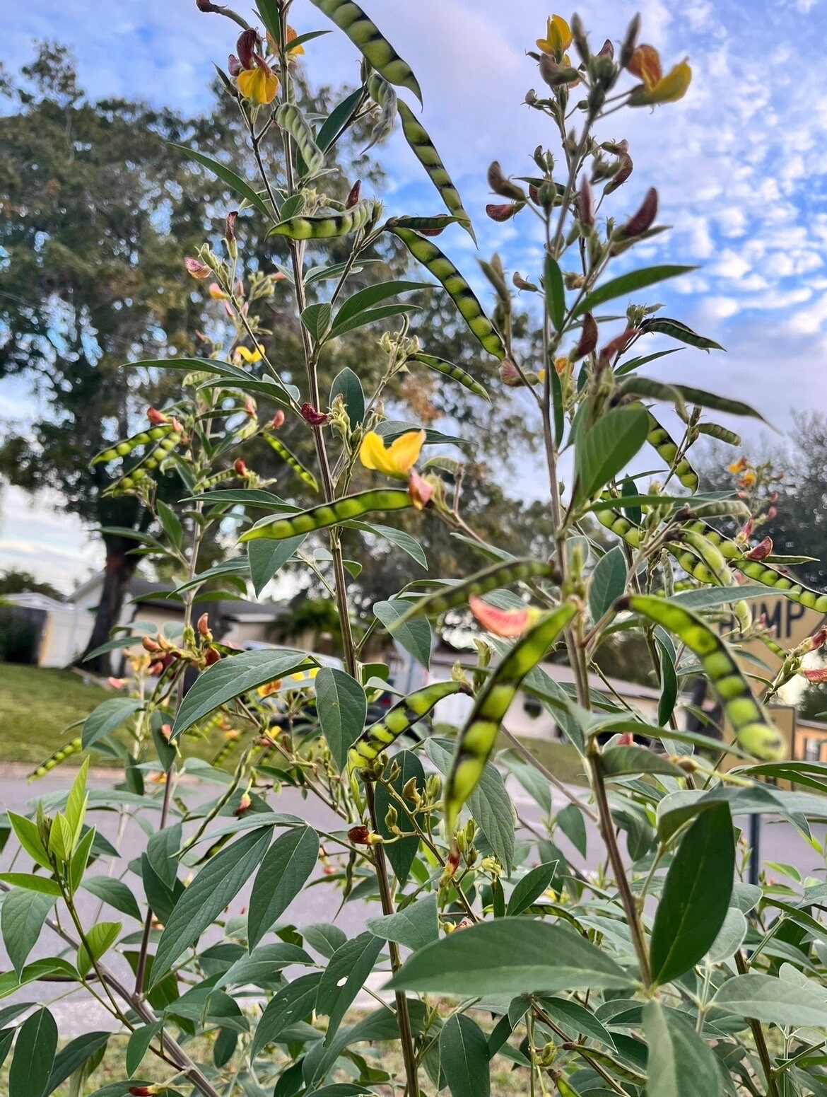 Organic Pigeon Pea Seeds (cajanus Cajan, Gungo Peas) - Pack of 30 - Etsy