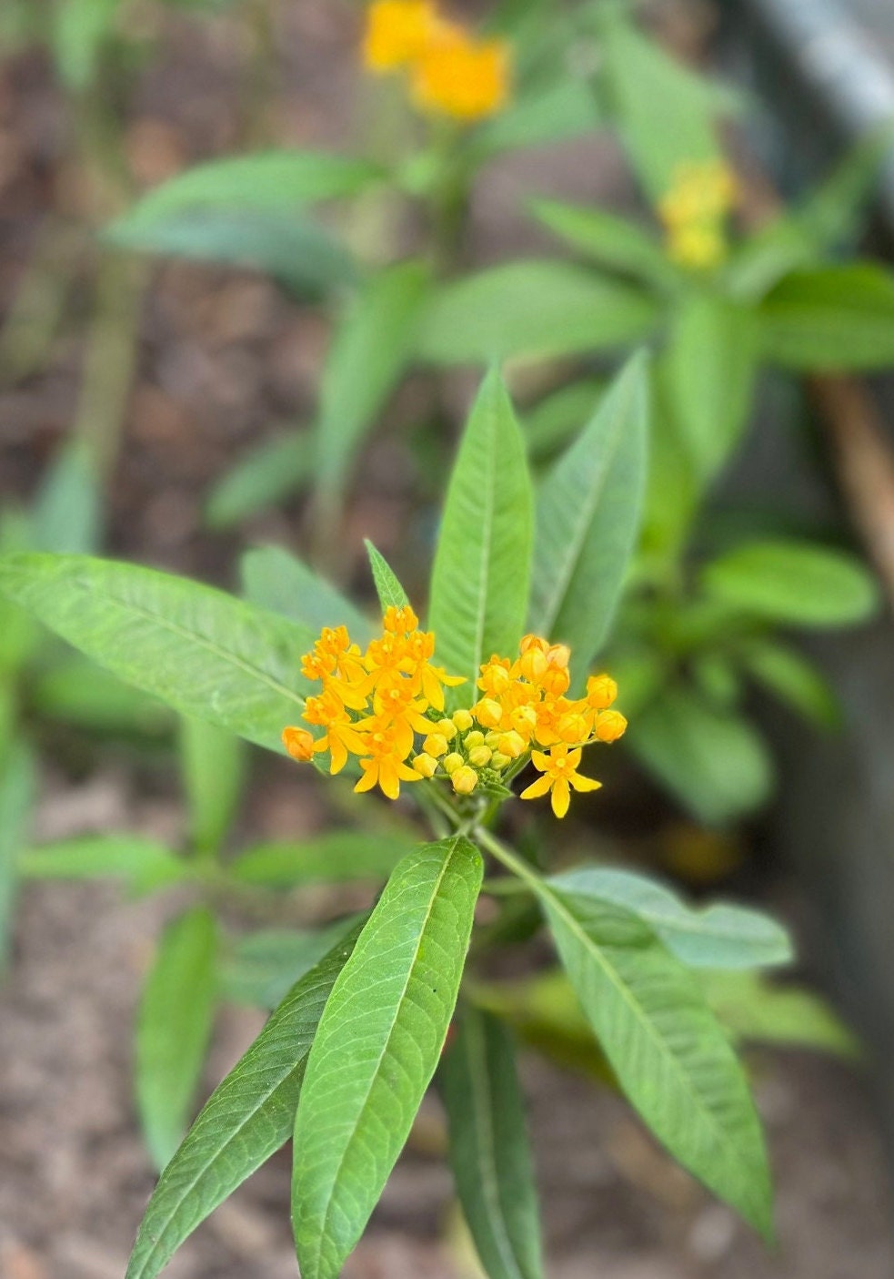 Yellow Milkweed Seeds, Butterfly Milkweed Seeds, Butterfly Weed Seeds ...