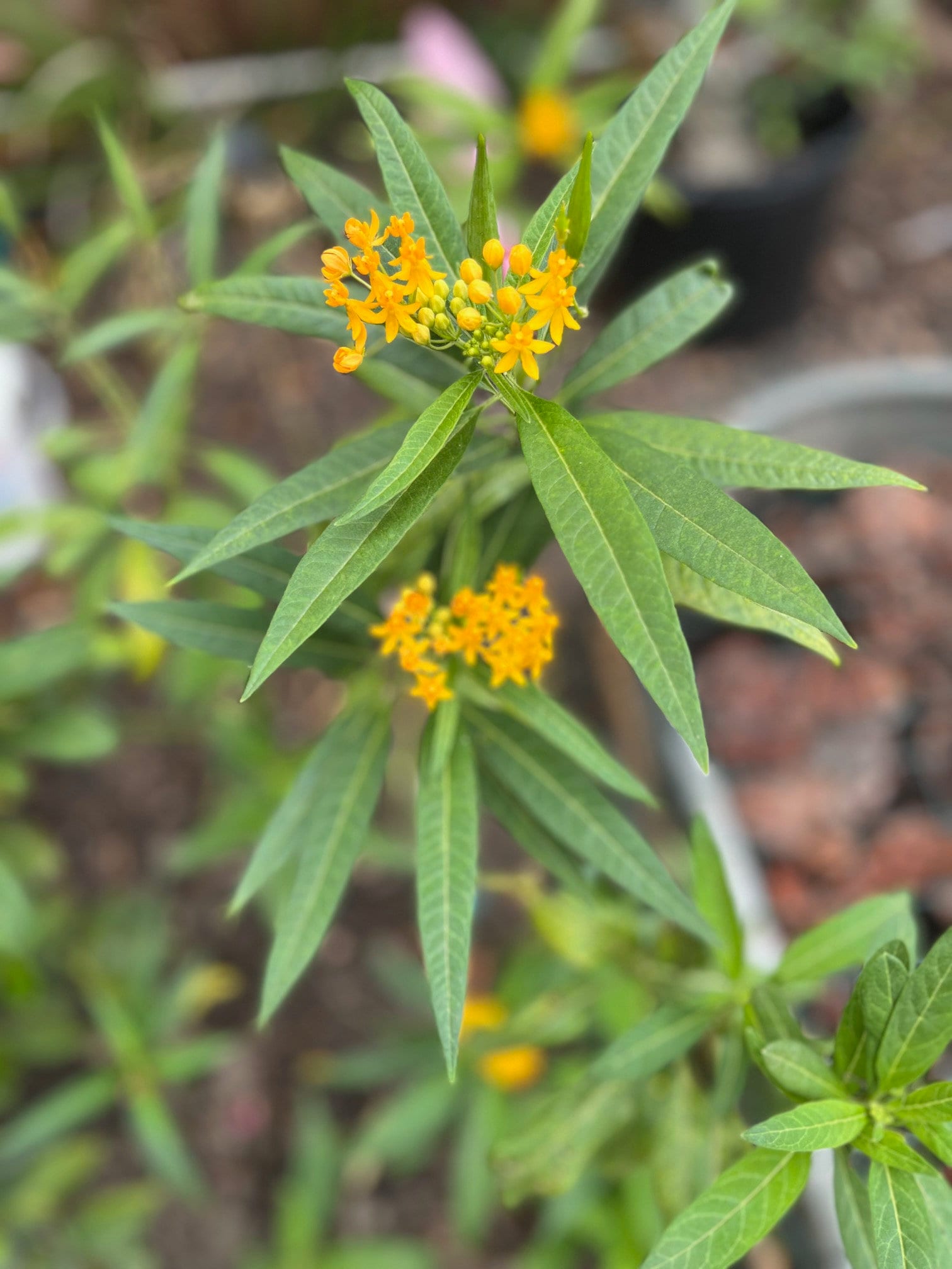 Yellow Milkweed Seeds, Butterfly Milkweed Seeds, Butterfly Weed Seeds ...