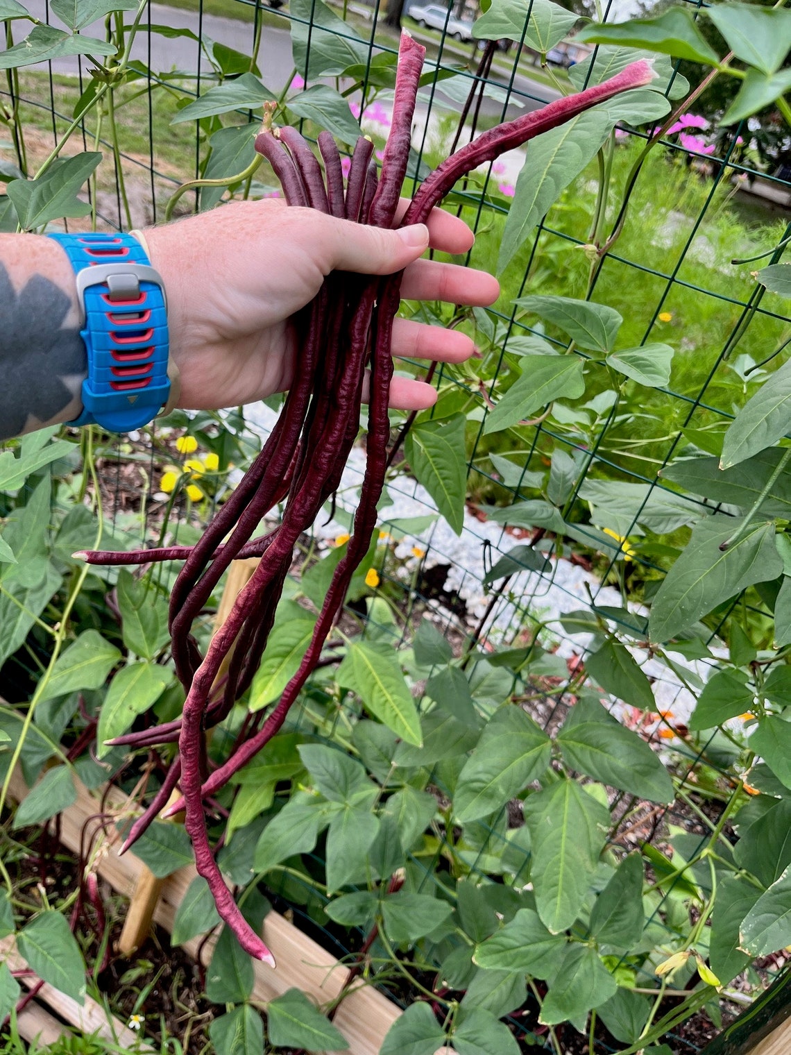 Python and Red Noodle Long Bean Seeds, Snake Bean Seeds, Organic Yard ...