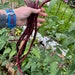 Python and Red Noodle Long Bean Seeds, Snake Bean Seeds, Organic Yard ...