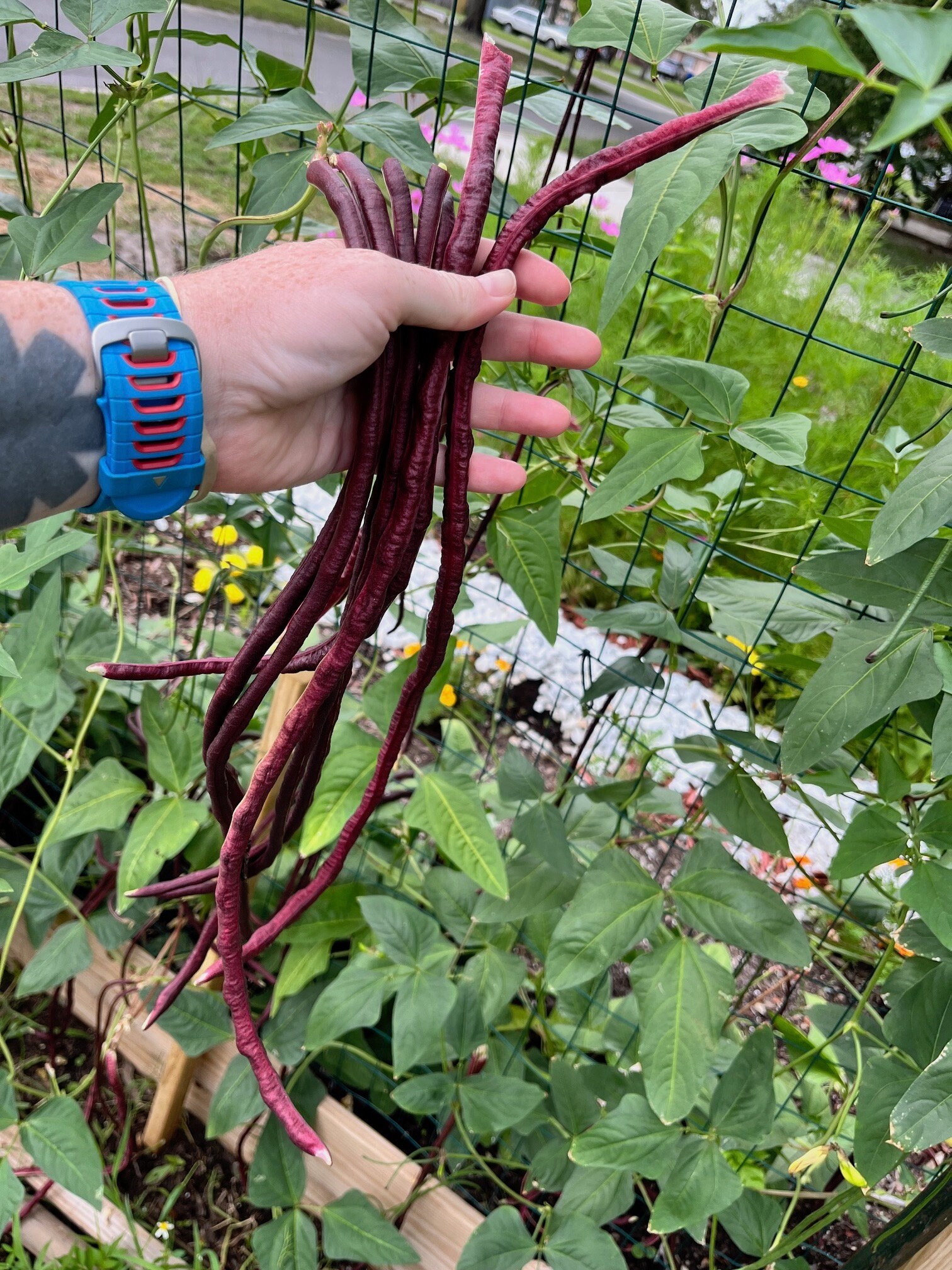 Python and Red Noodle Long Bean Seeds, Snake Bean Seeds, Organic Yard ...