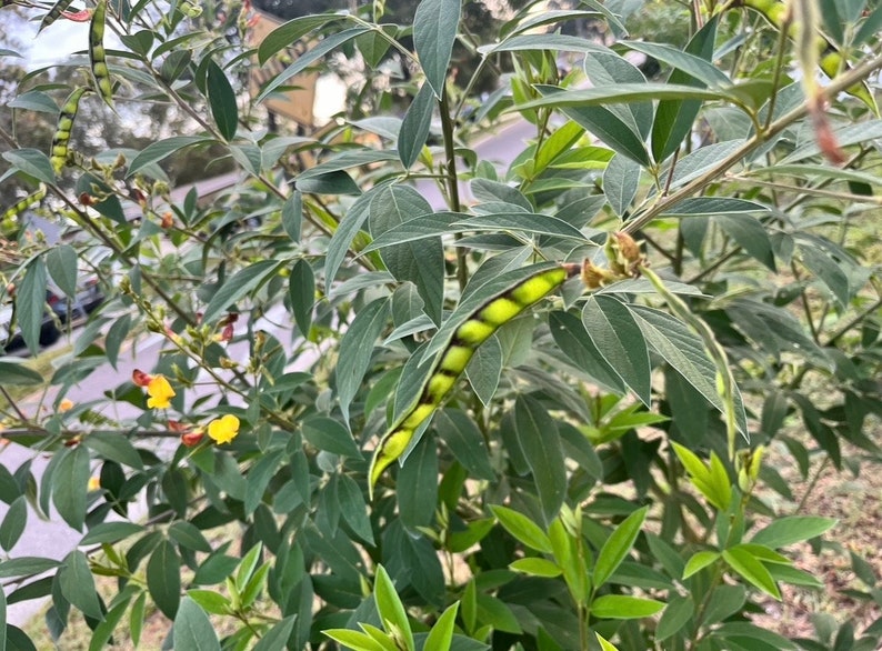 Organic Pigeon Pea Seeds (cajanus Cajan, Gungo Peas) - Pack of 30 - Etsy