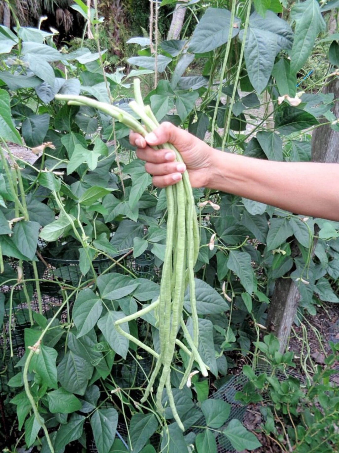 Python and Red Noodle Long Bean Seeds, Snake Bean Seeds, Organic Yard ...