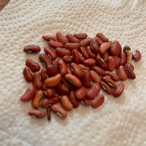 Python and Red Noodle Long Bean Seeds, Snake Bean Seeds, Organic Yard ...