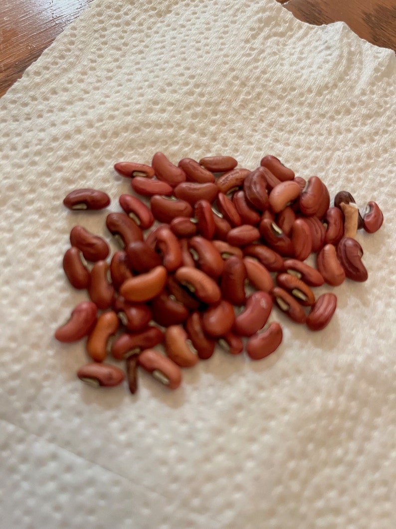 Python and Red Noodle Long Bean Seeds, Snake Bean Seeds, Organic Yard ...