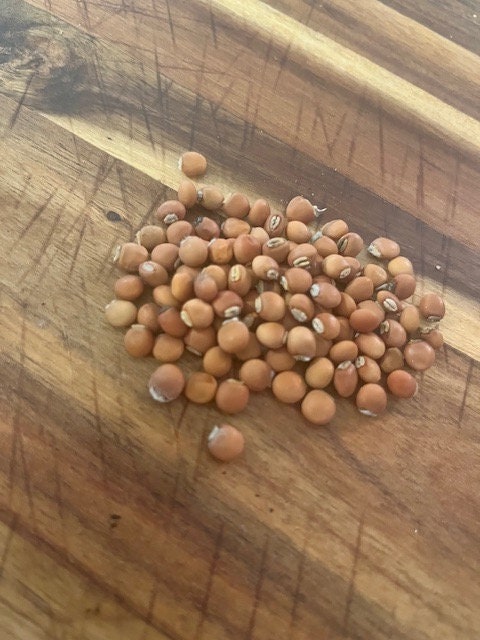 Organic Pigeon Pea Seeds (cajanus Cajan, Gungo Peas) - Pack of 30 - Etsy