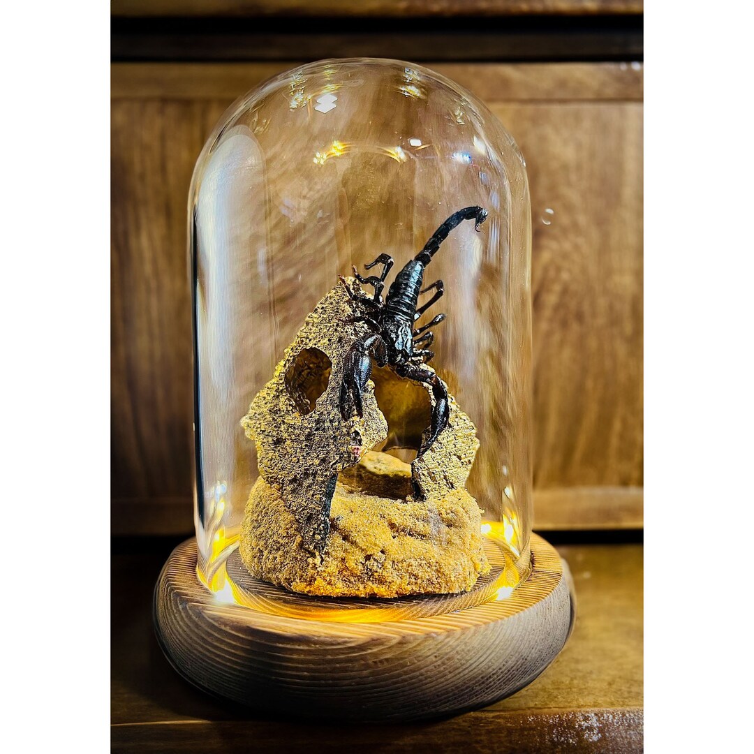 Scorpion Specimen in the Egyptian Pyramids Real Giant Scorpion Insect ...