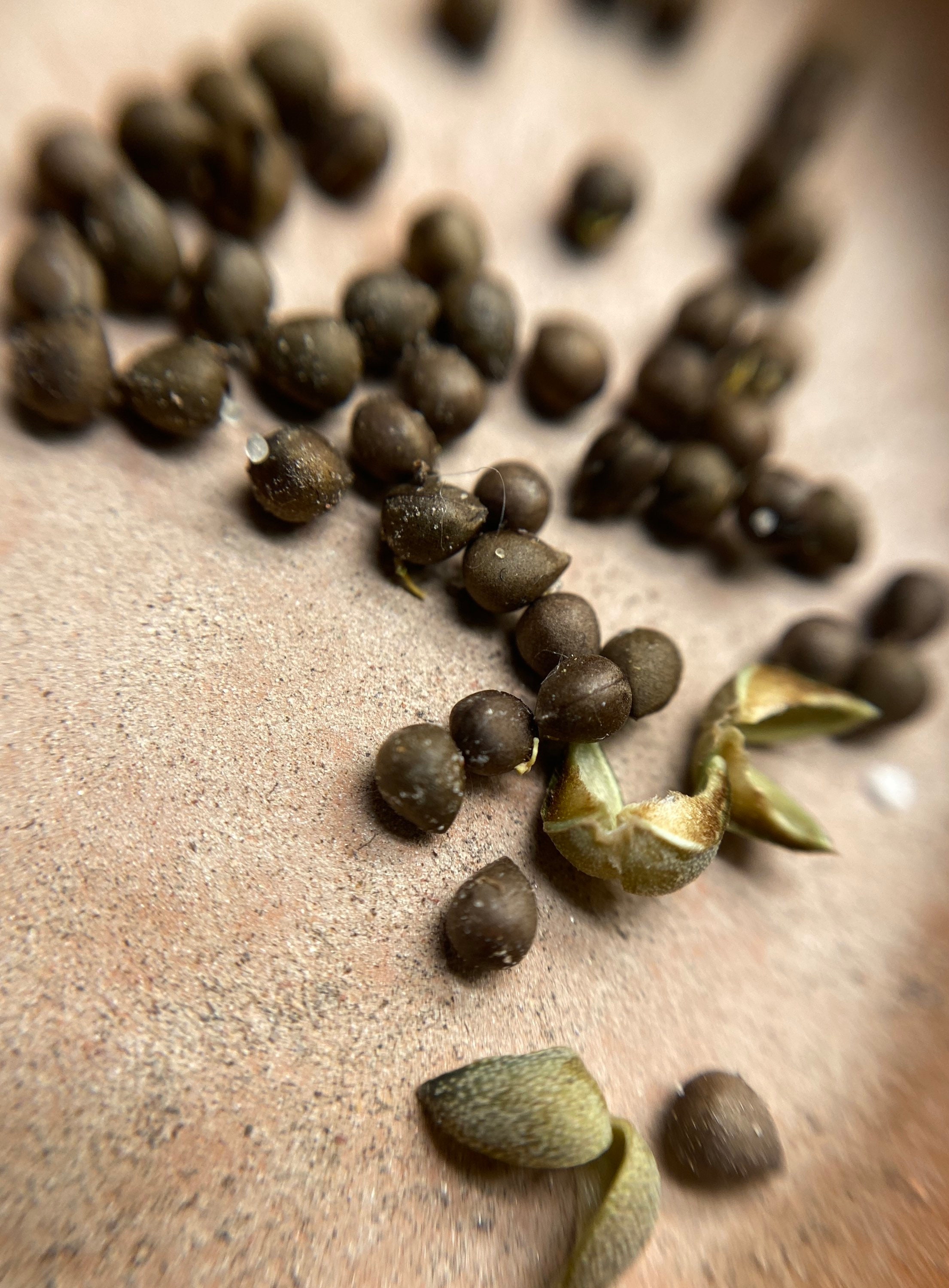 Euphorbia Obesa LIVE SEEDS Baseball Plant Succulent Seeds (grow Your Own Plant!) (free USA ...